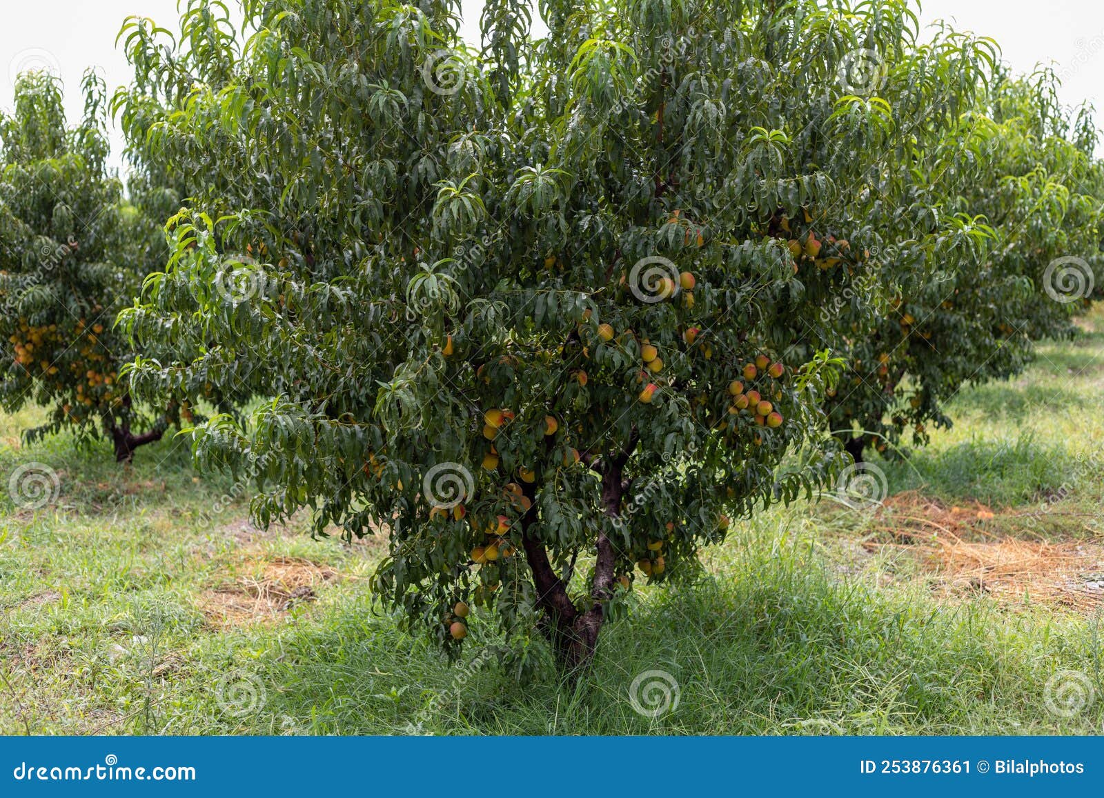 Peach Fruit Tree Branches Full with Peaches in the Orchard Stock Image ...