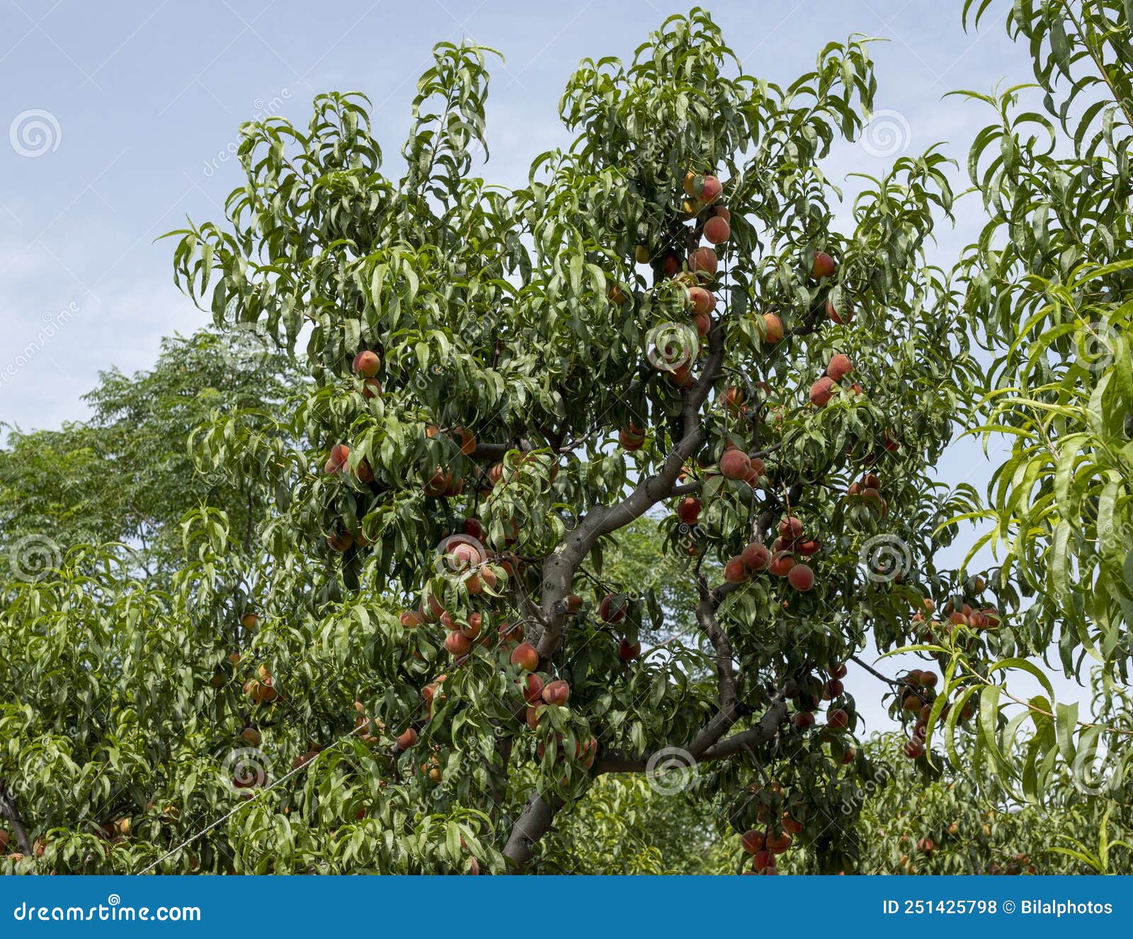 Peach Fruit Tree in the Fruit Farm Stock Photo - Image of tree ...