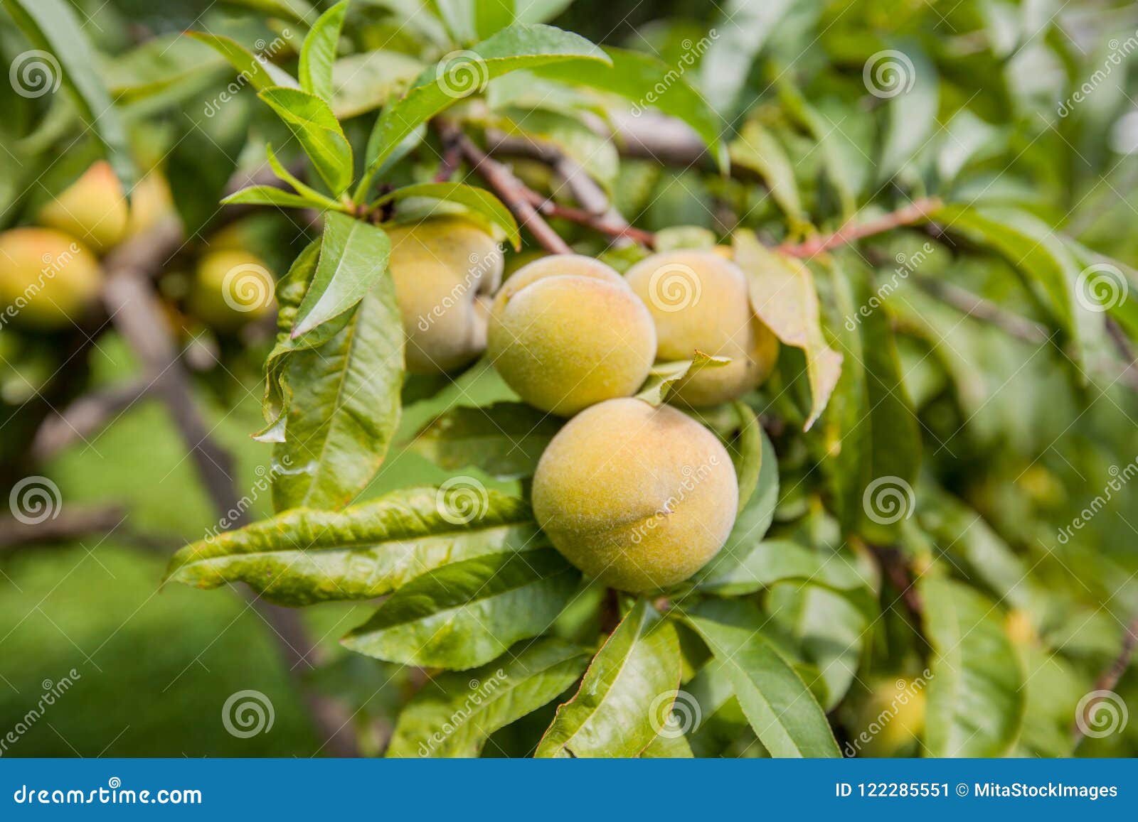 Peach fruit on tree stock image. Image of diet, leaf - 122285551