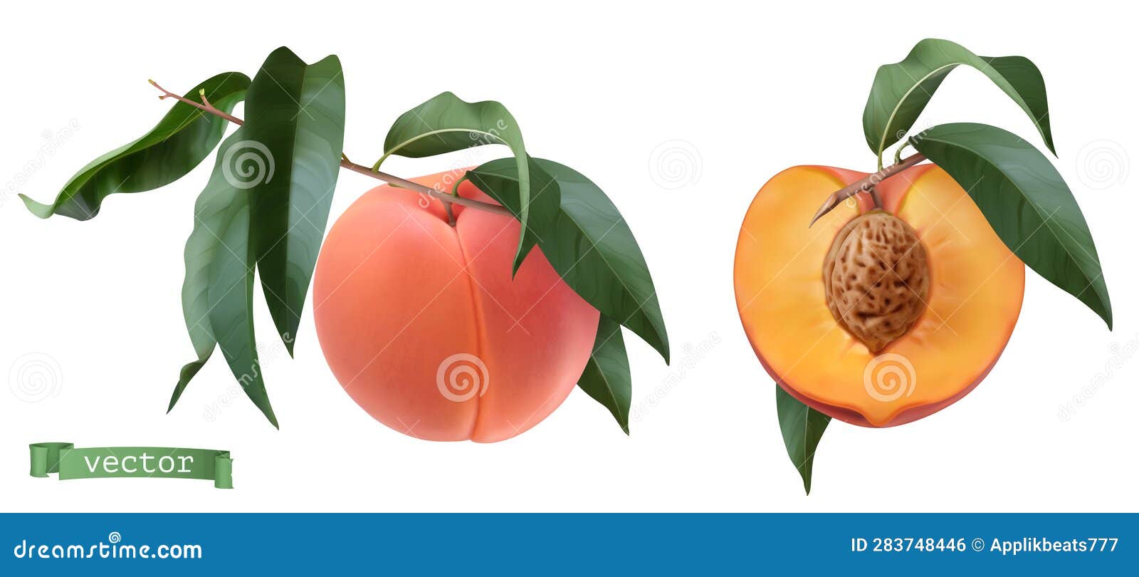 Peach Fruits and Leaves, Botanical Illustration. 3d Realistic Vector ...