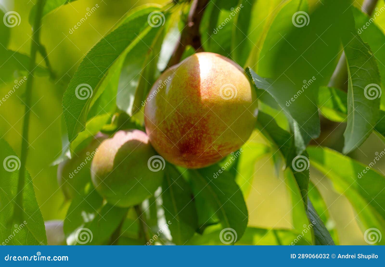 Peach Fruits on a Tree Branch. Nature in Summer Stock Photo - Image of ...