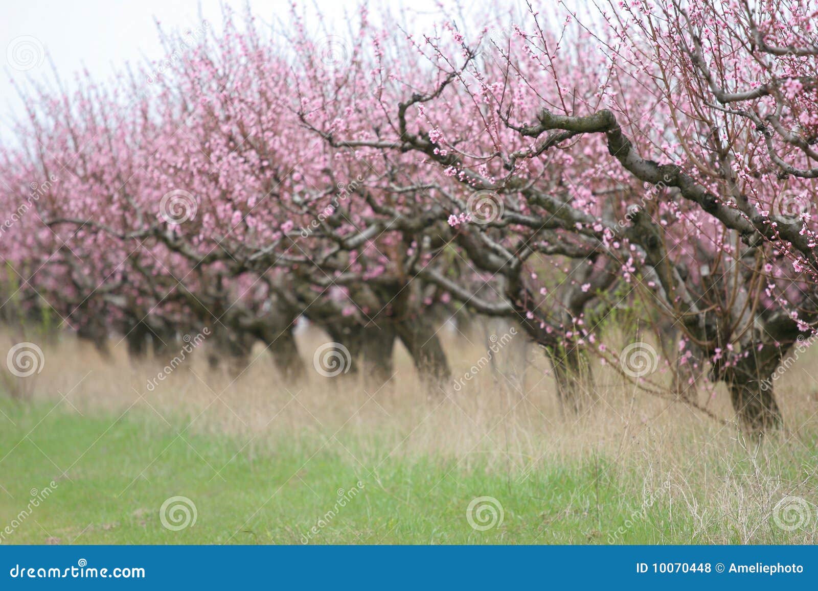Peach garden stock photo. Image of grass, flora, leaves - 10070448
