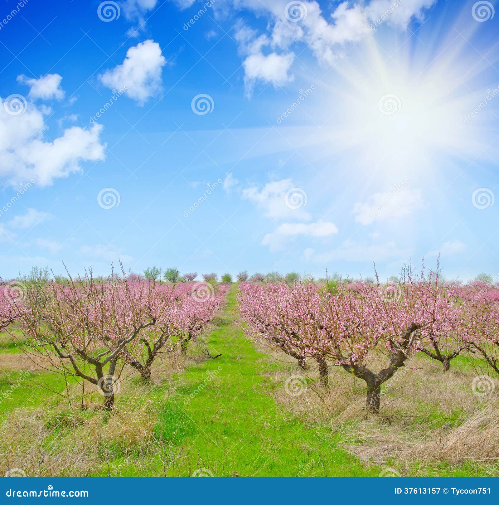 Peach garden stock image. Image of aroma, floral, detail - 37613157