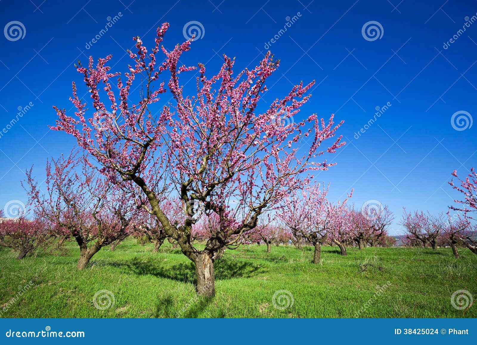 Peach garden stock photo. Image of garden, country, colorful - 38425024