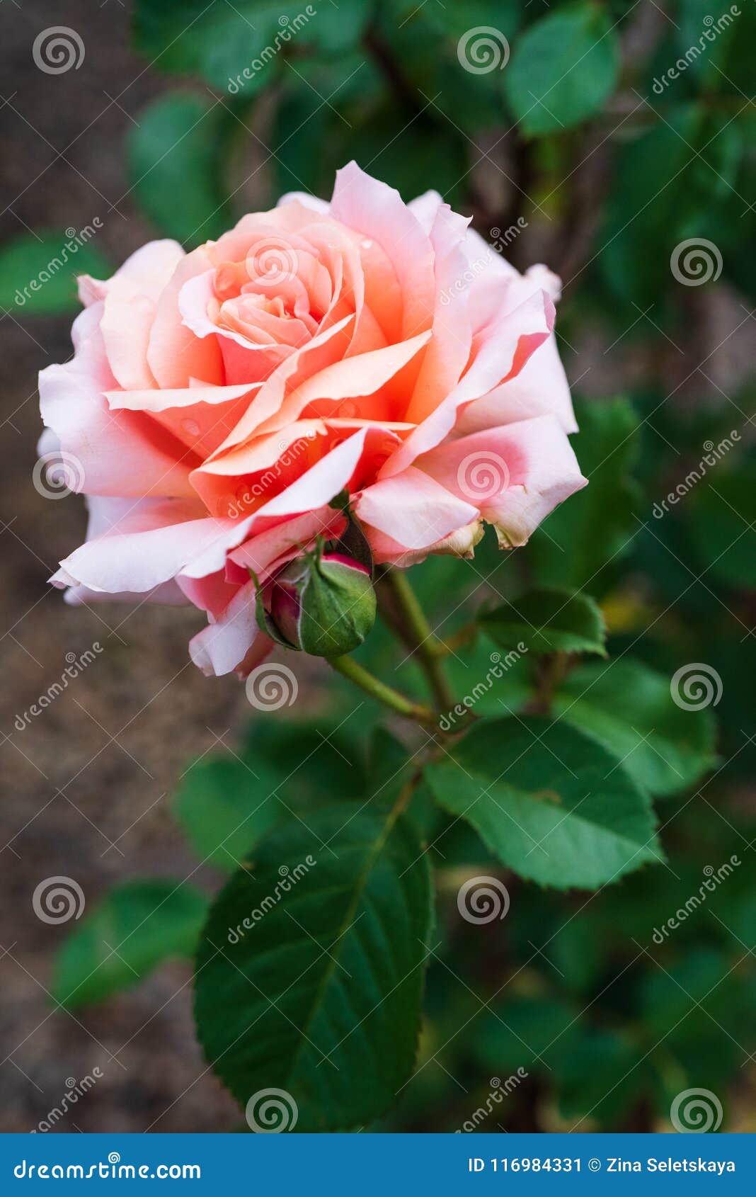 Red Rose Blooming In The Rose Garden Of Tsurumi Ryokuchi Park, Osaka ...