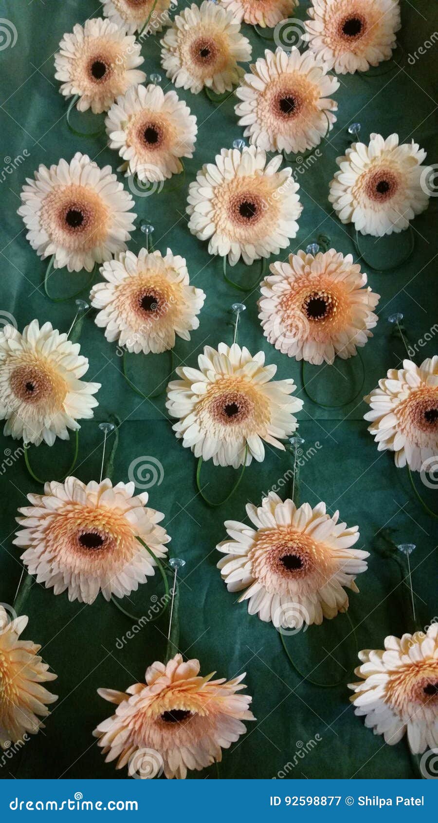 Peach gerbera daisy stock image. Image of colour, apricot - 92598877