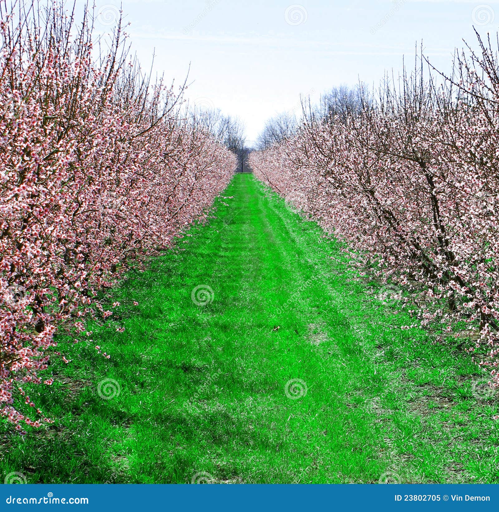 Peach Grove in springtime stock image. Image of rows - 23802705