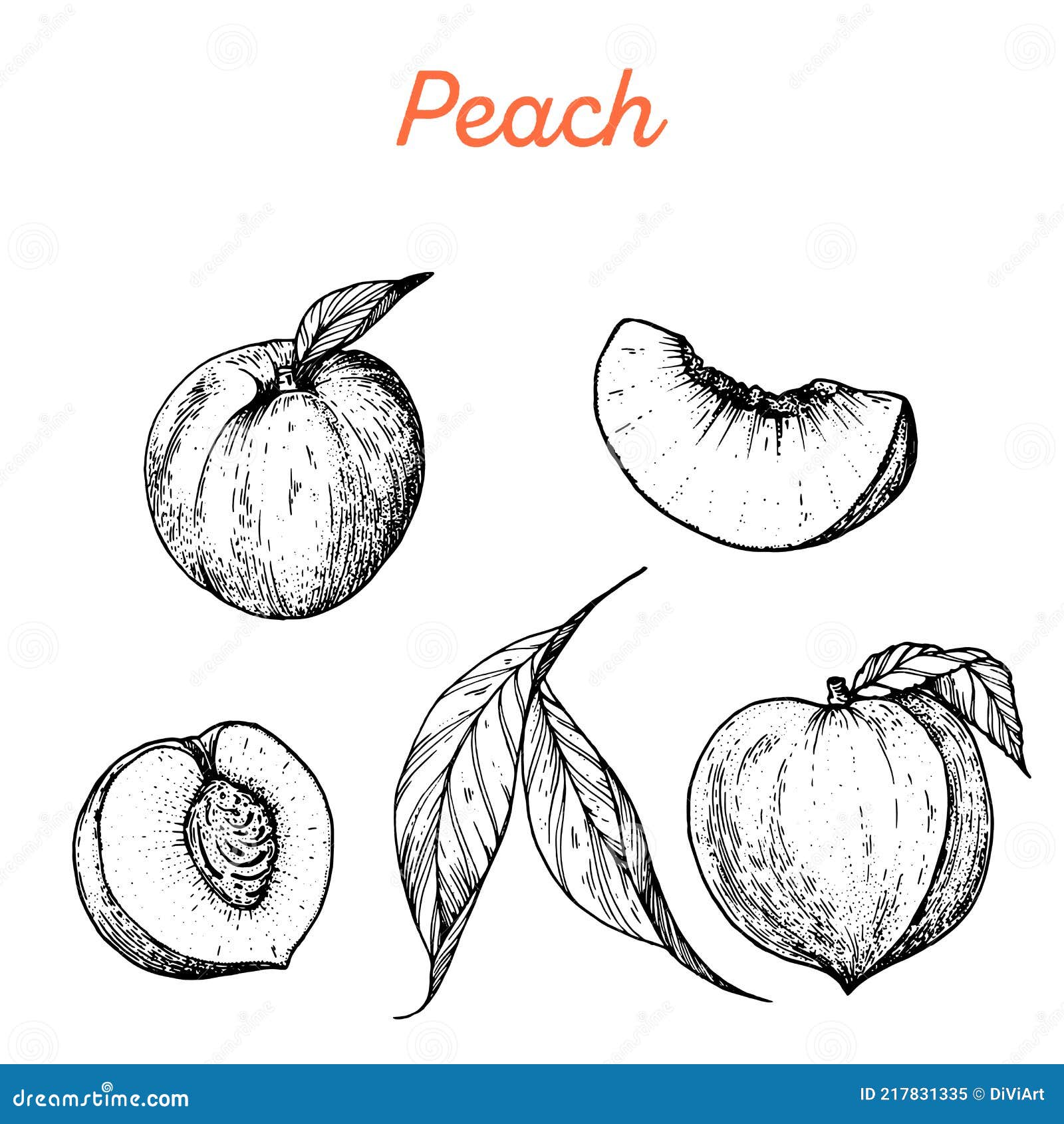 Peach Hand Drawn Vector Illustration. Peach Slice Sketch. Vector ...