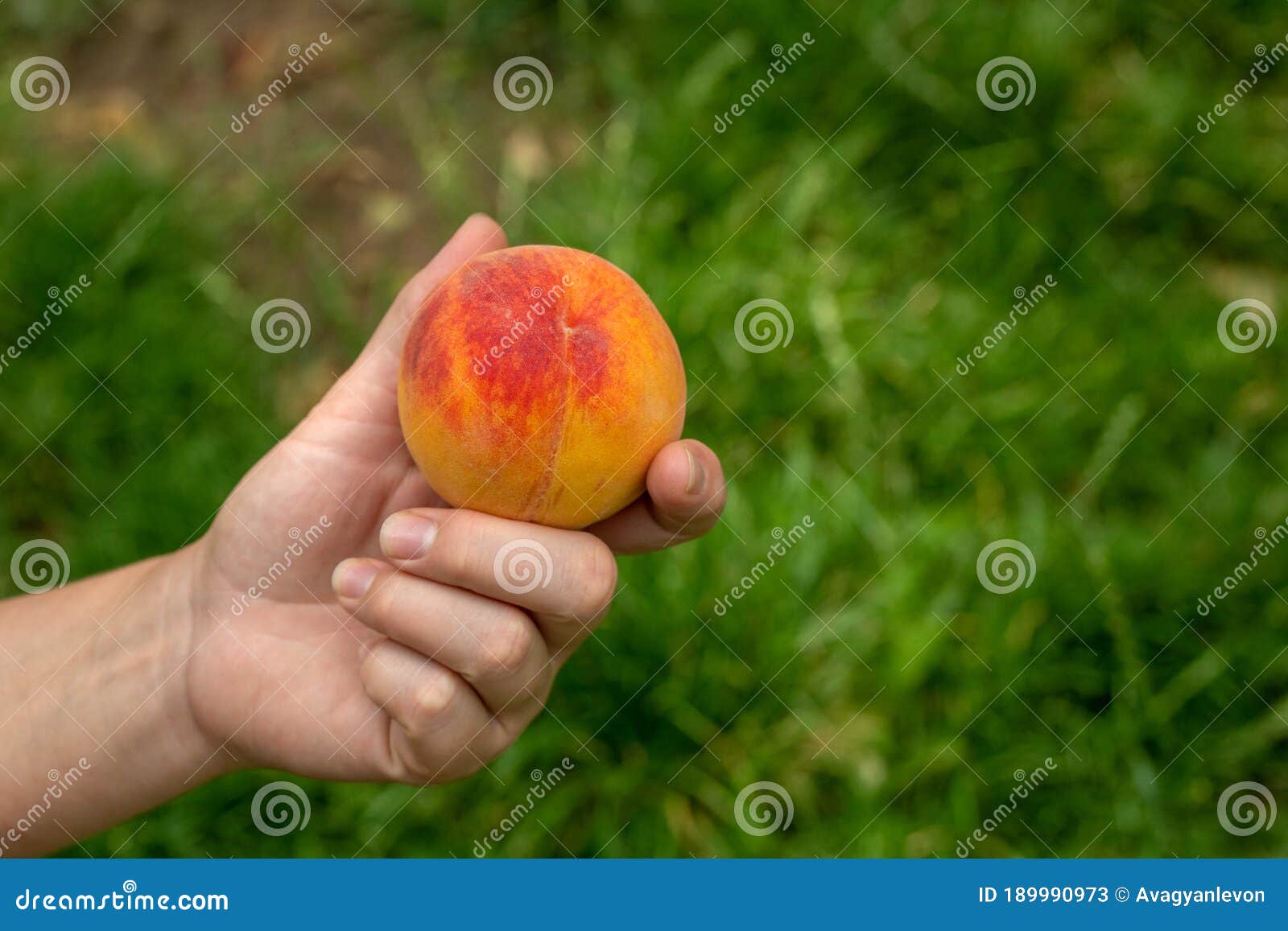 Peach in Hand stock image. Image of farm, sweet, vitamin - 189990973