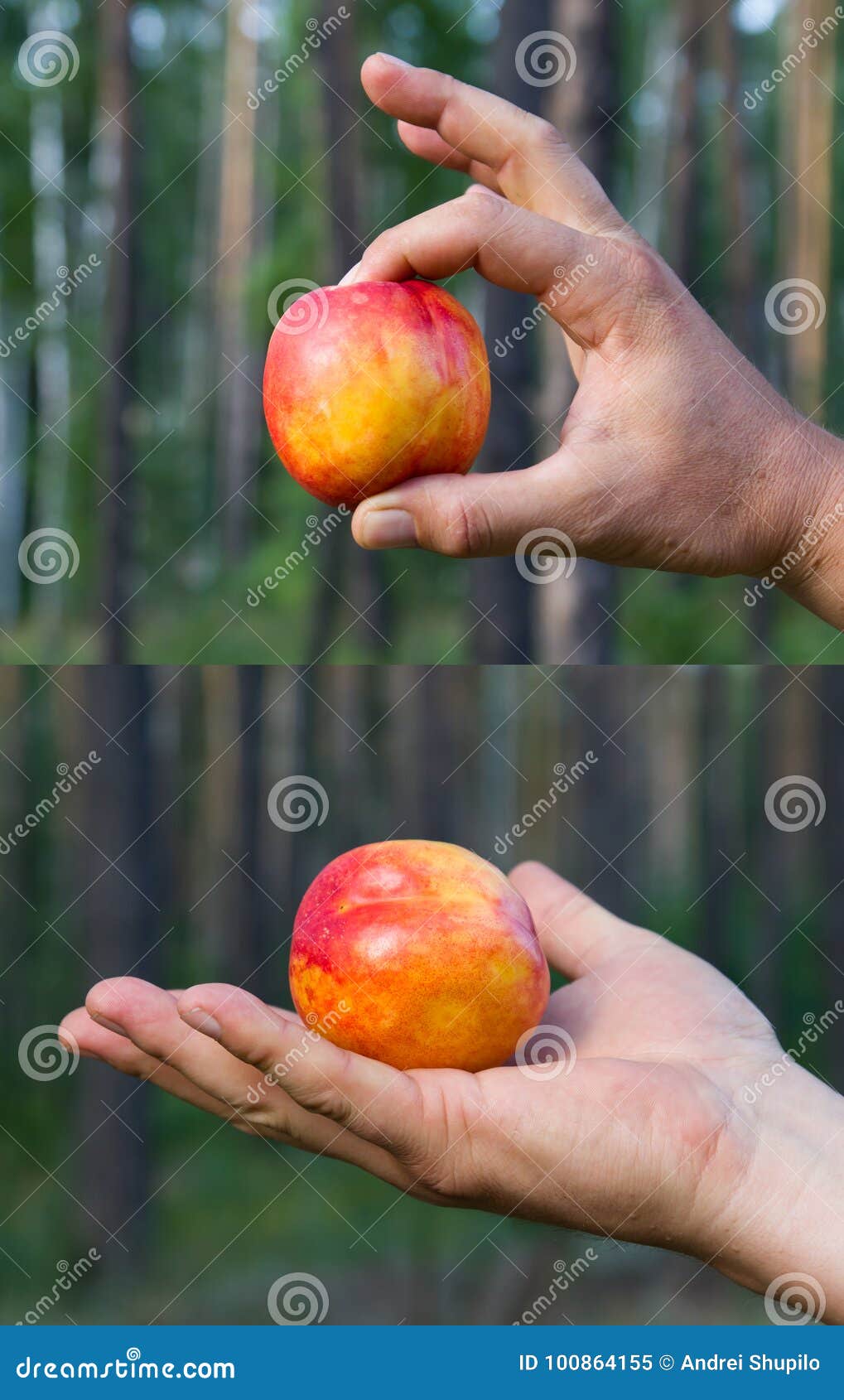 Peach in hand on nature stock image. Image of gardening - 100864155