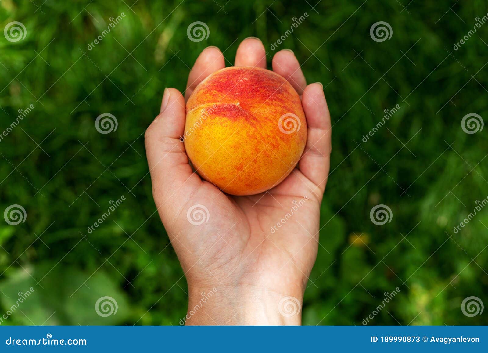 Peach in Hand stock image. Image of juicy, vegetarian - 189990873
