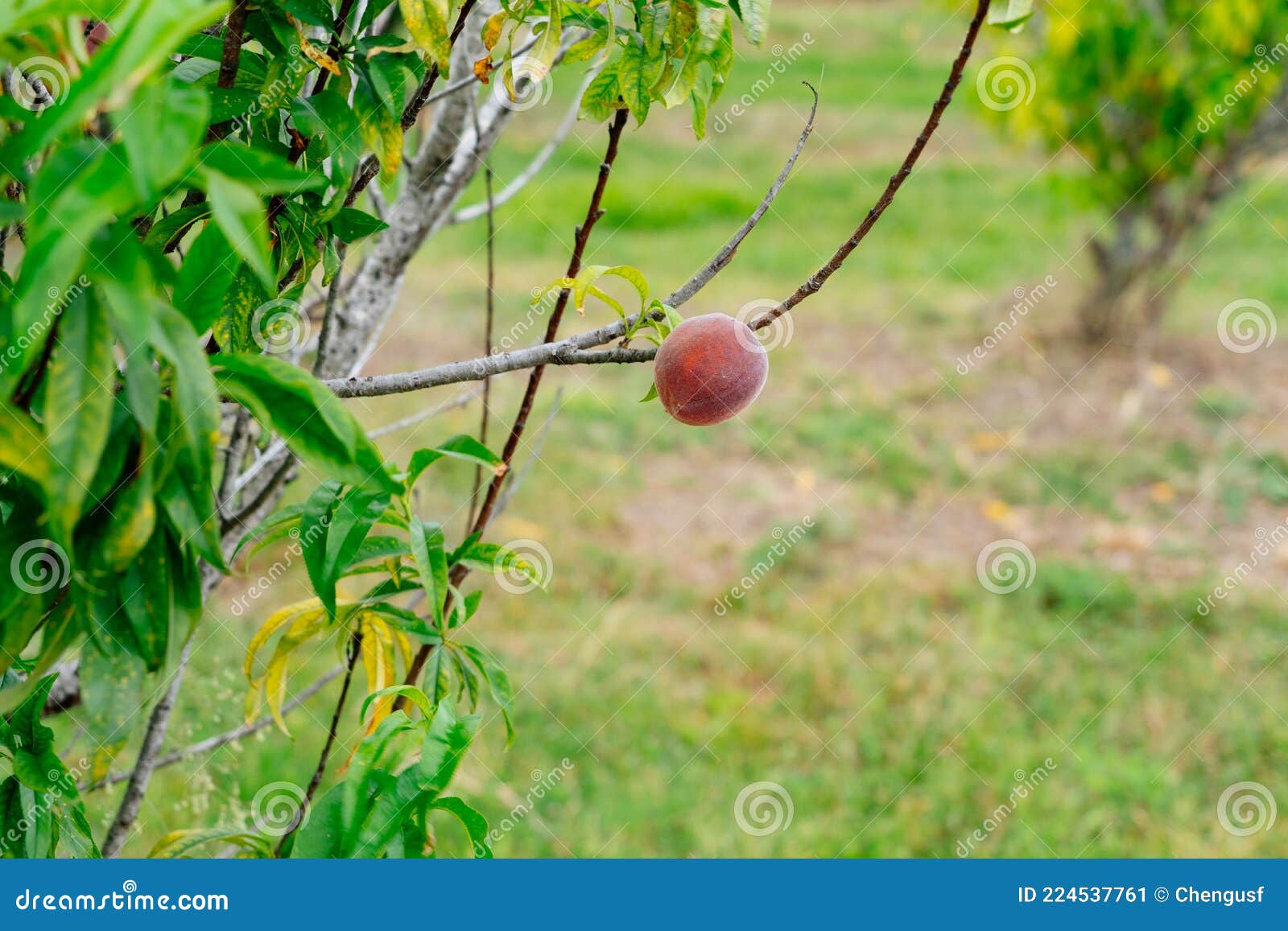 Peach Harvest in a Modern Farm in USA Stock Image - Image of pickup ...