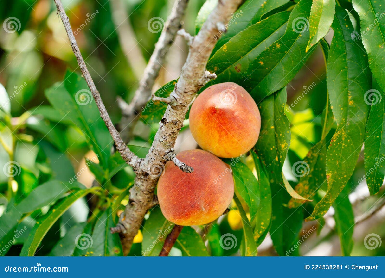 Peach Harvest in a Modern Farm in USA Stock Image - Image of grow ...