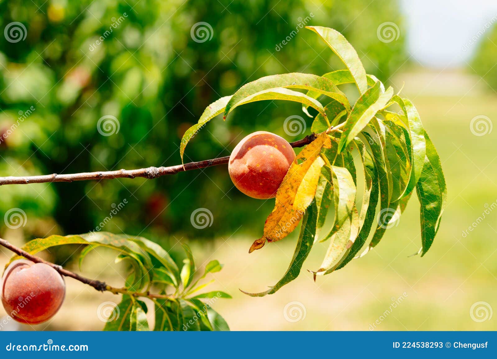 Peach Harvest in a Modern Farm in USA Stock Image - Image of branch ...