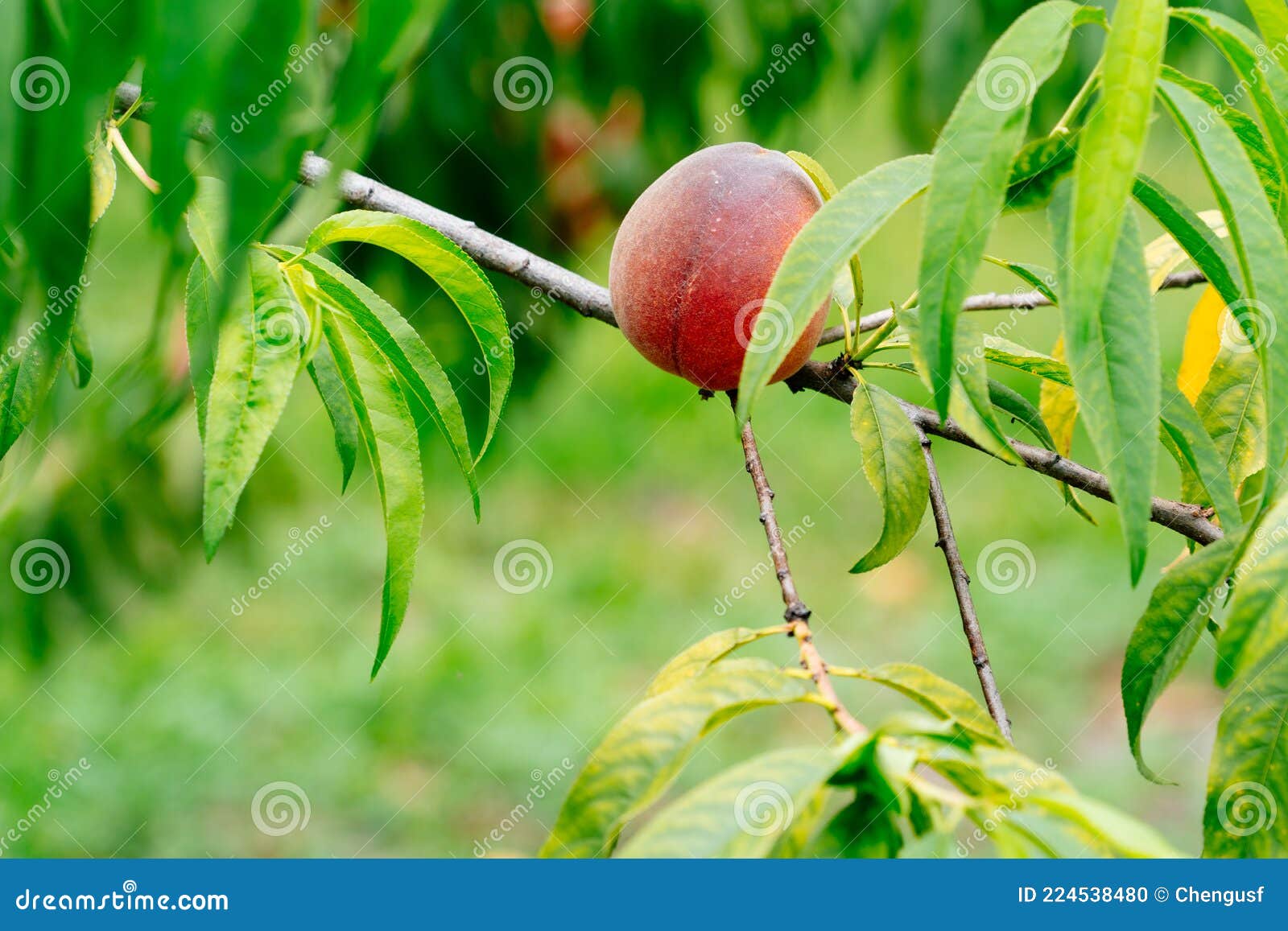 Peach Harvest in a Modern Farm in USA Stock Photo - Image of nature ...