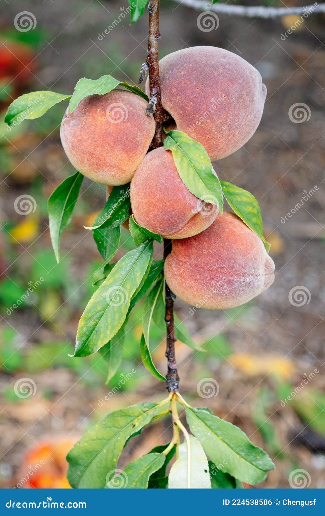 Peach Harvest in a Modern Farm in USA Stock Photo - Image of modern ...