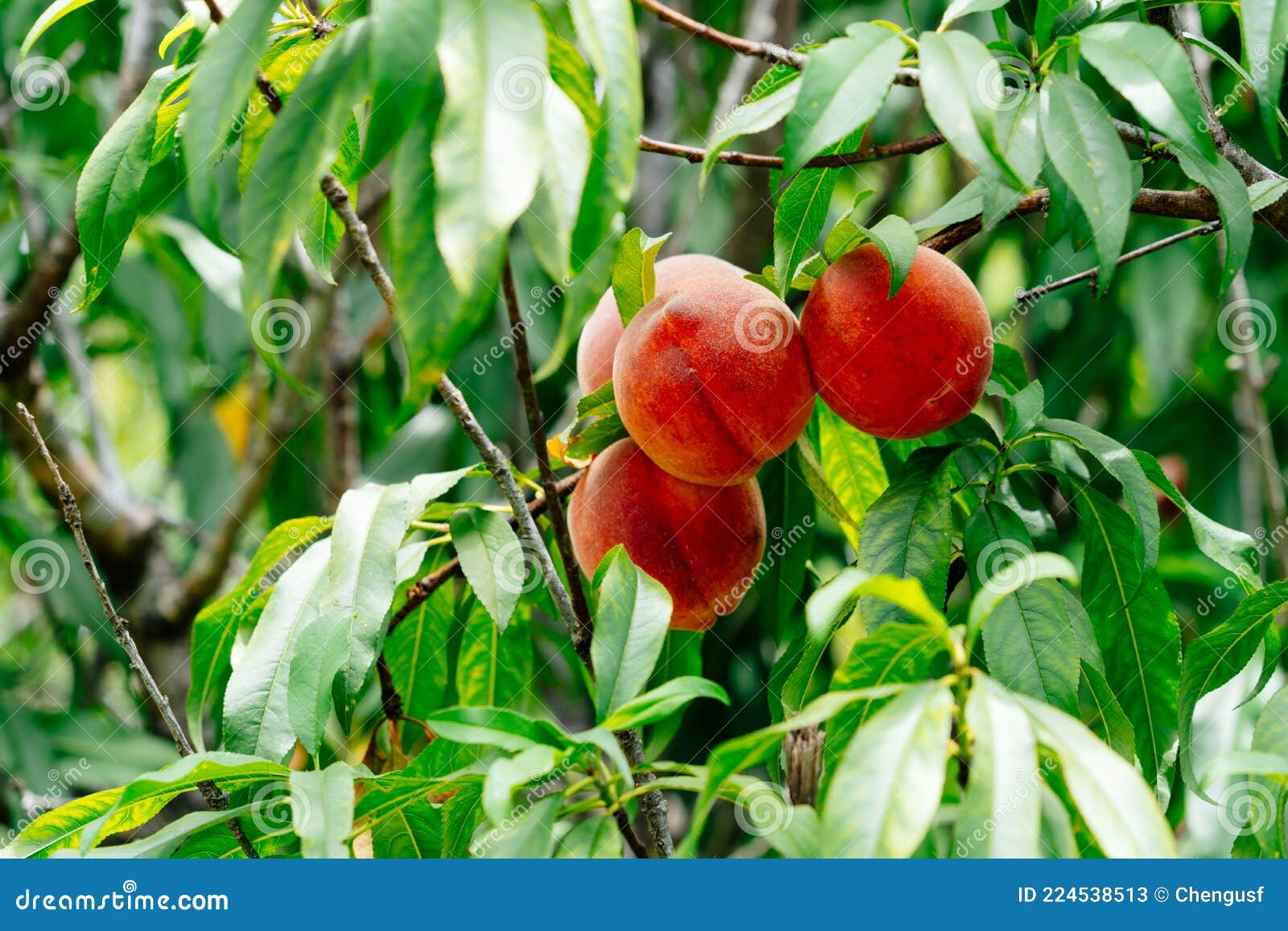 Peach Harvest in a Modern Farm in USA Stock Image - Image of green ...