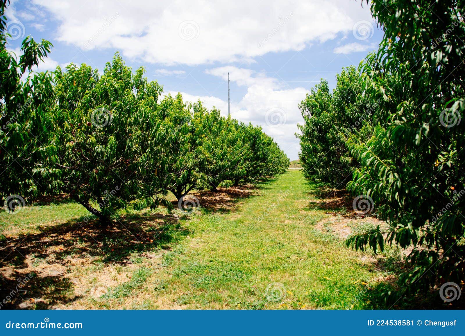 Peach Harvest in a Modern Farm in USA Stock Image - Image of peach ...