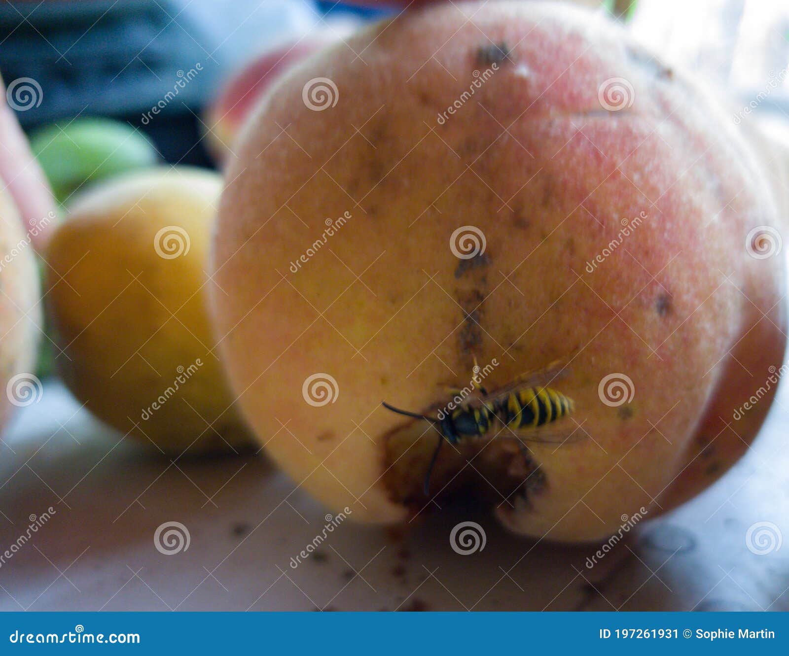 Peach and insect stock image. Image of yellow, branch - 197261931