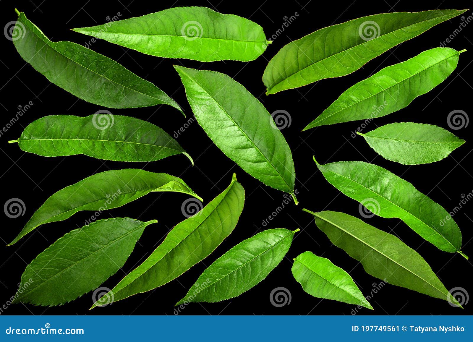 Peach Leaf Curl - Taphrina Deformans Royalty-Free Stock Image ...