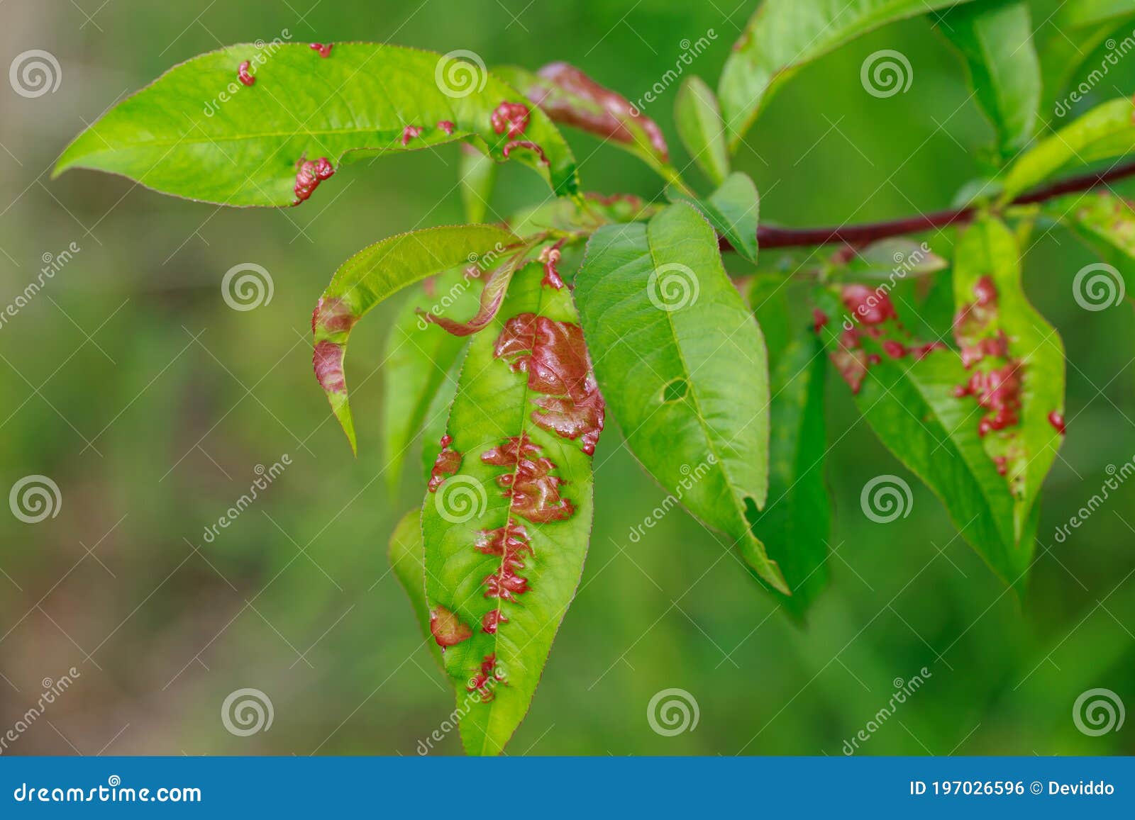 Peach leaf curl stock photo. Image of parasite, injury - 197026596