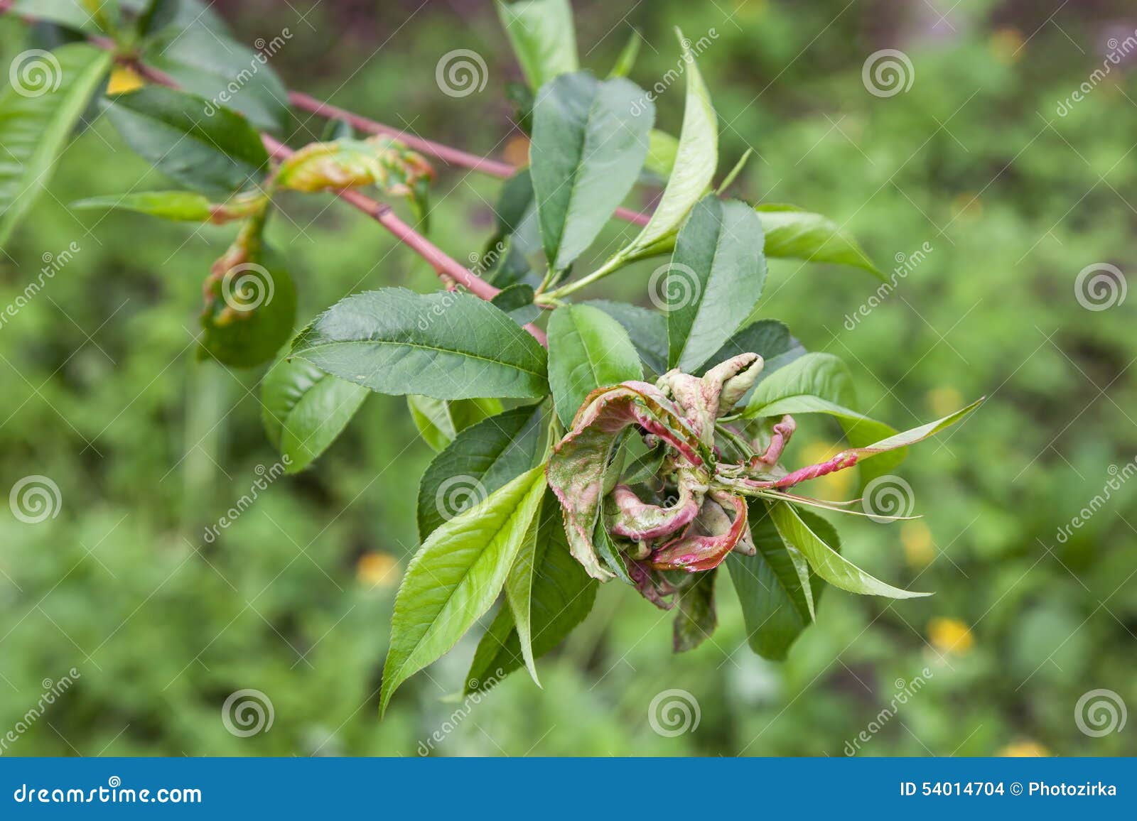 Taphrina Deformans Peach Leaf Curl Fungus That Affects Fruit Leaves ...