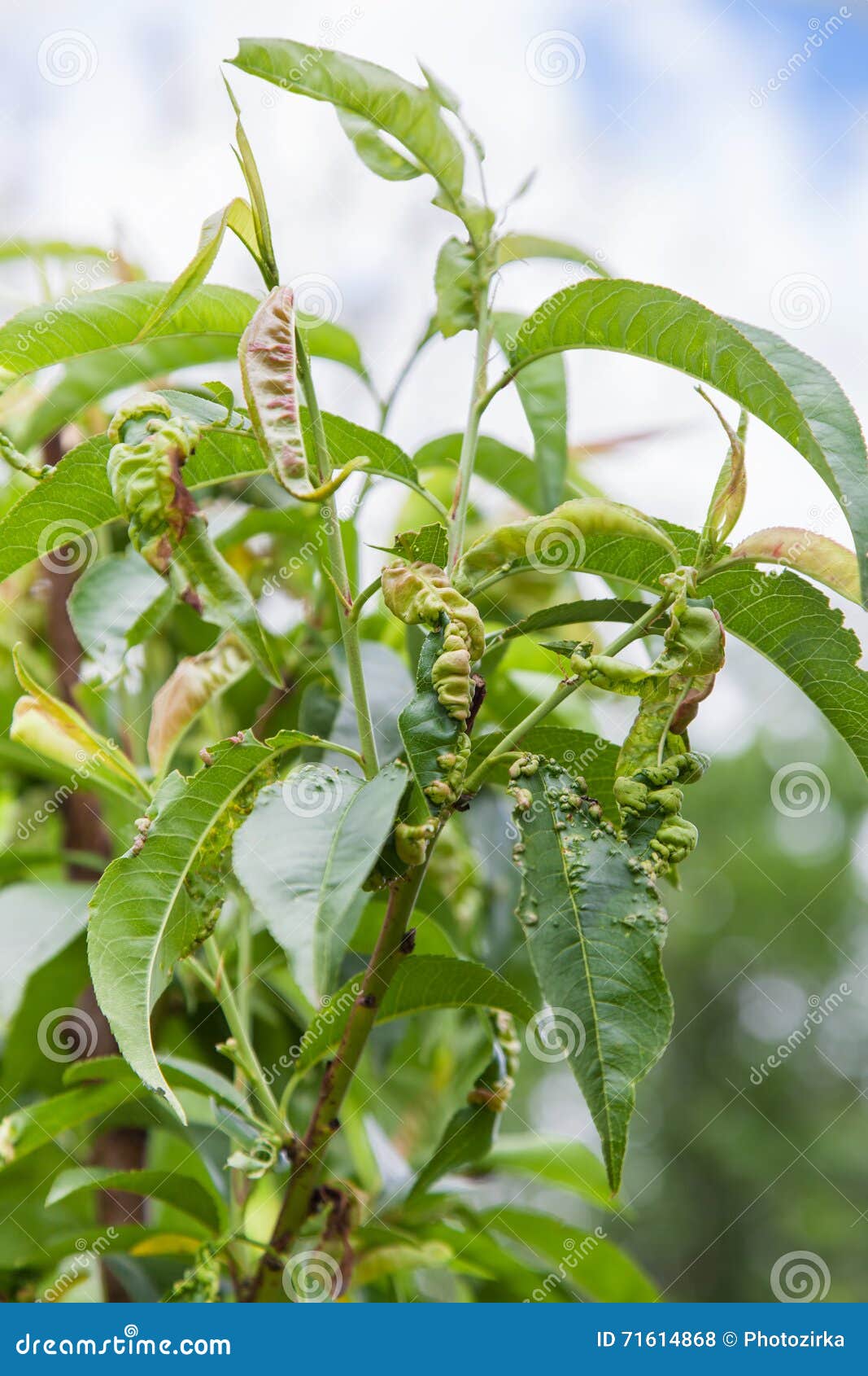 Peach Leaf Curl,taphrina Deformans Stock Photo - Image of curl ...