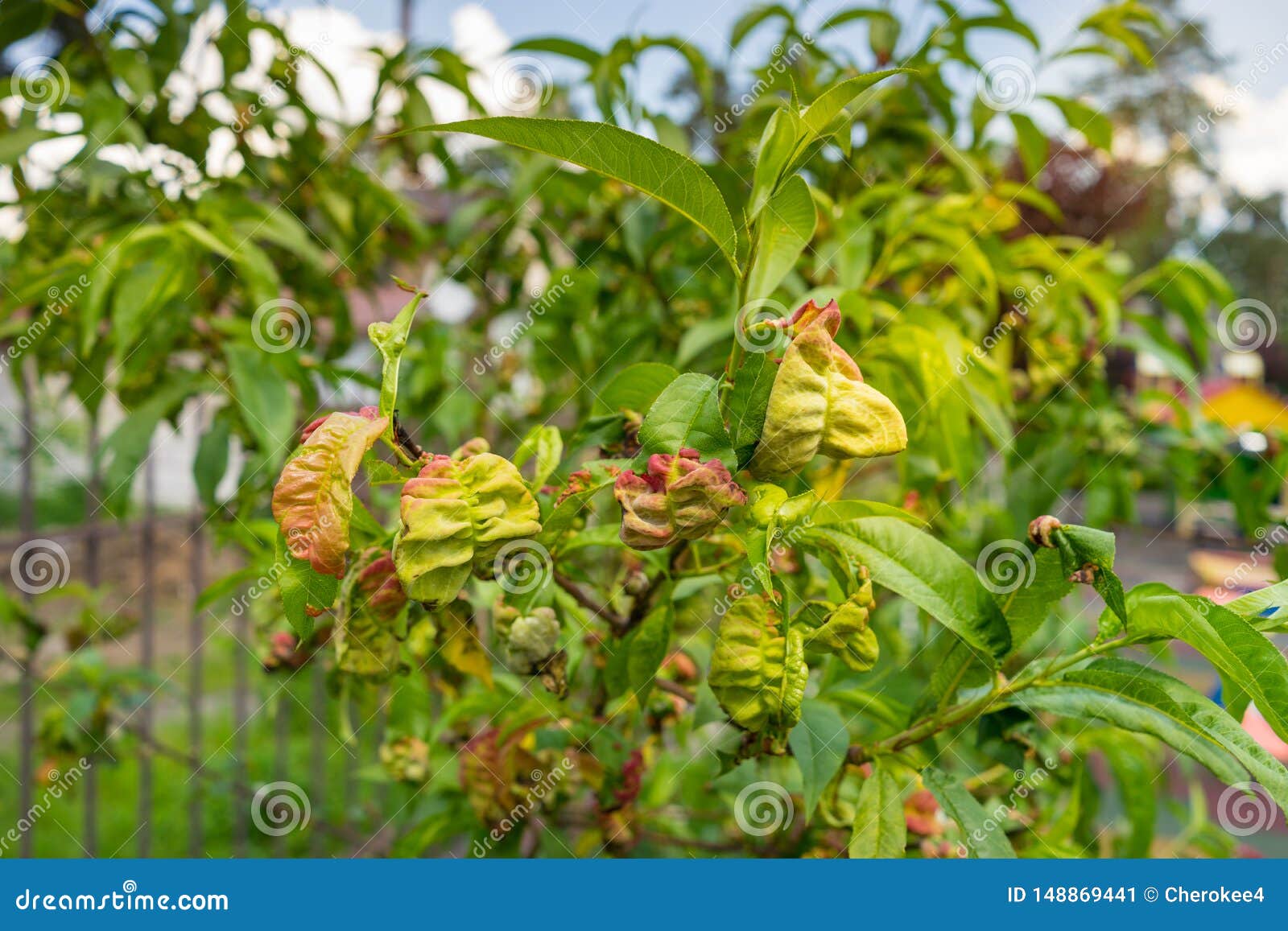 Peach Leaf Curl Virus. the Problem of the Disease of Fruit Trees. Stock ... Peach Leaf Curl Virus. the Problem of the Disease of Fruit Trees. Stock ...
