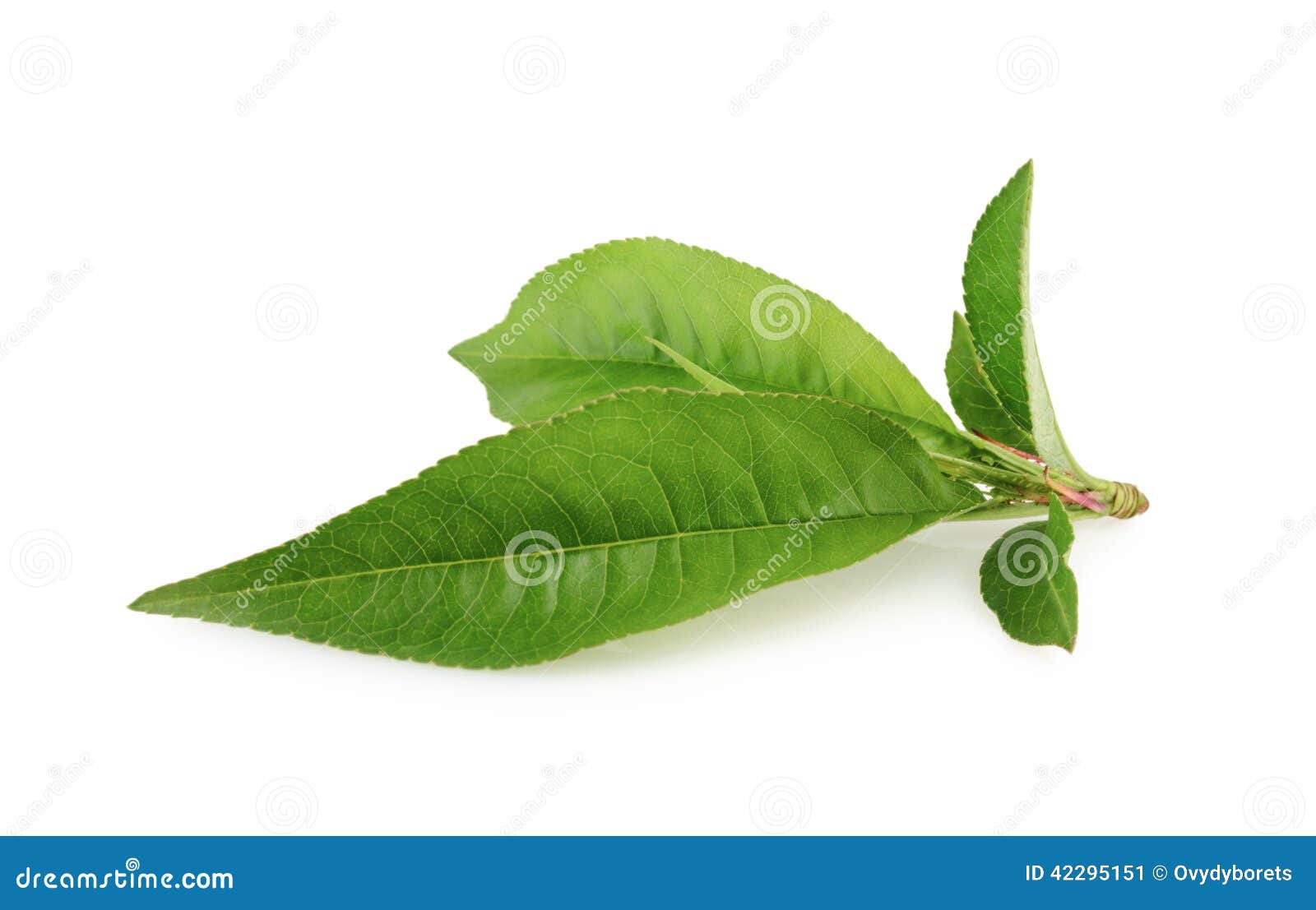 Peach Leaf Curl - Taphrina Deformans Royalty-Free Stock Image ...