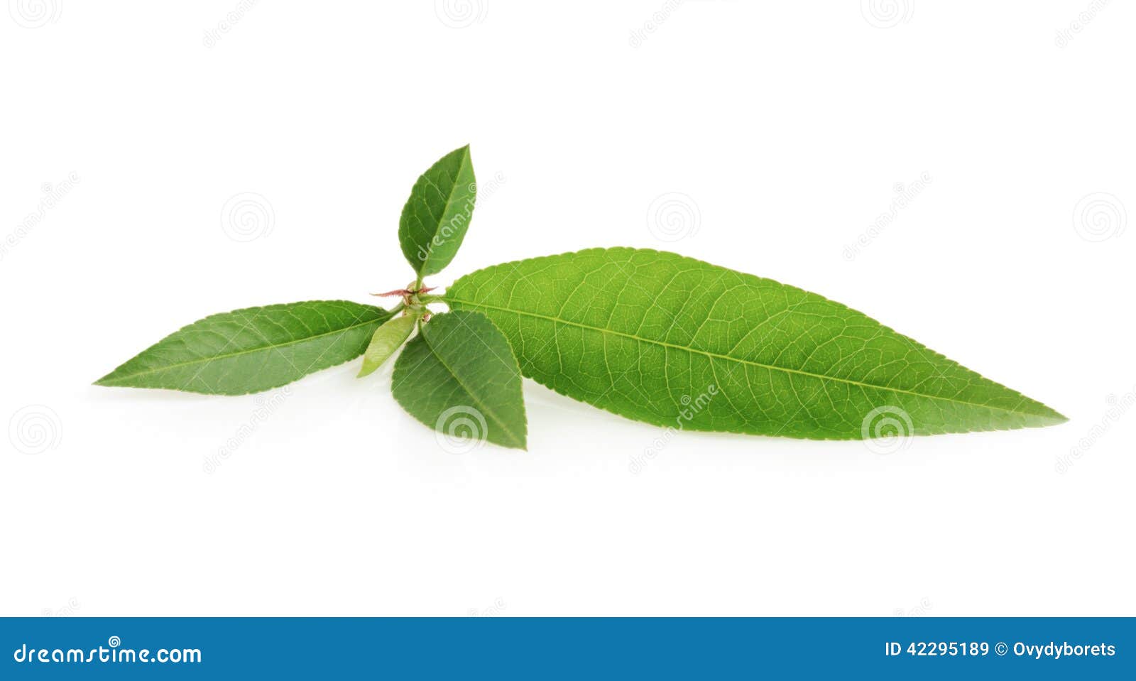Peach Leaf Curl Disease Stock Image | CartoonDealer.com #42461923