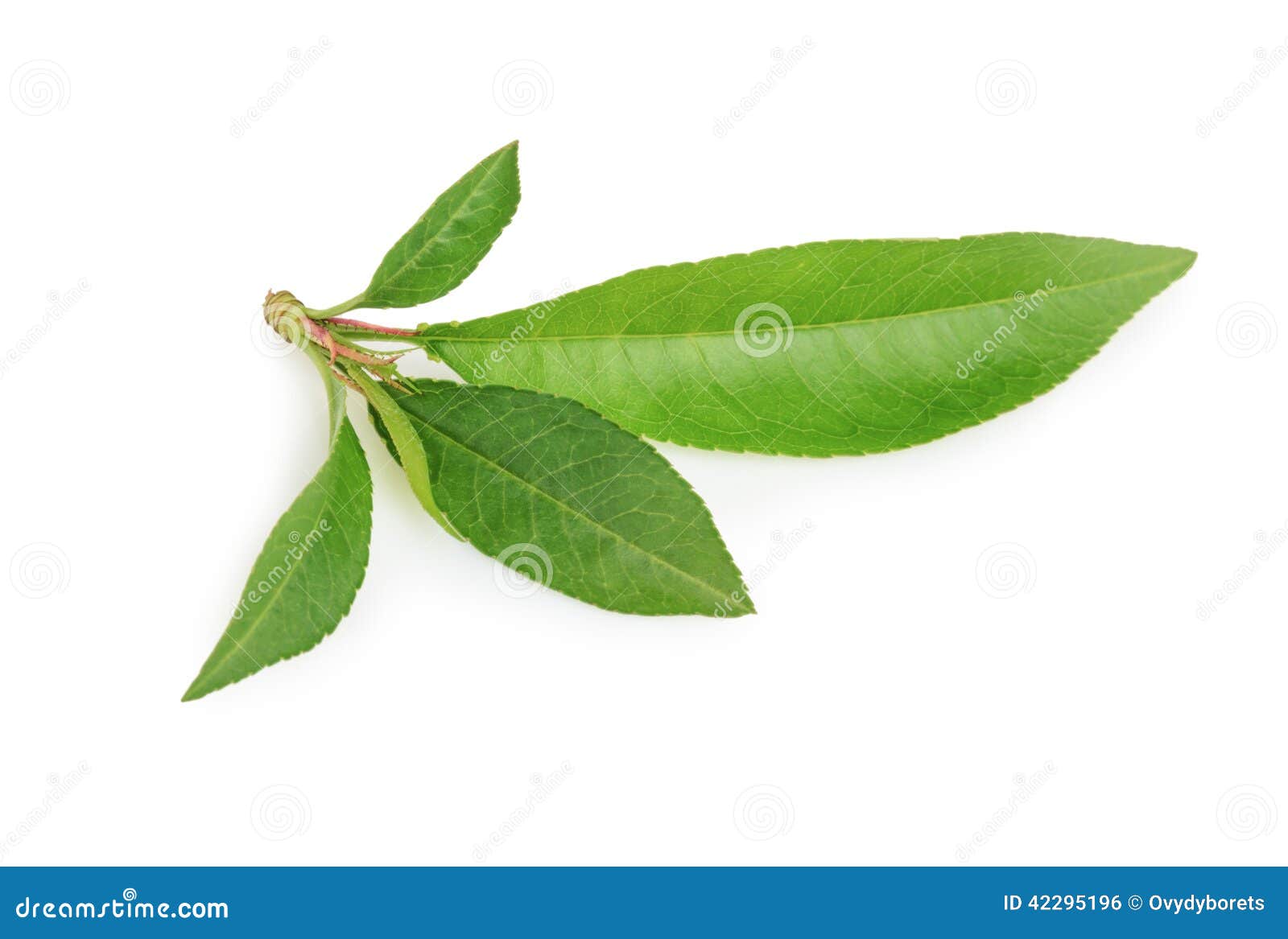 Peach Leaf Curl On Currant Leaves. Common Plant Diseases. Puckered Or ...