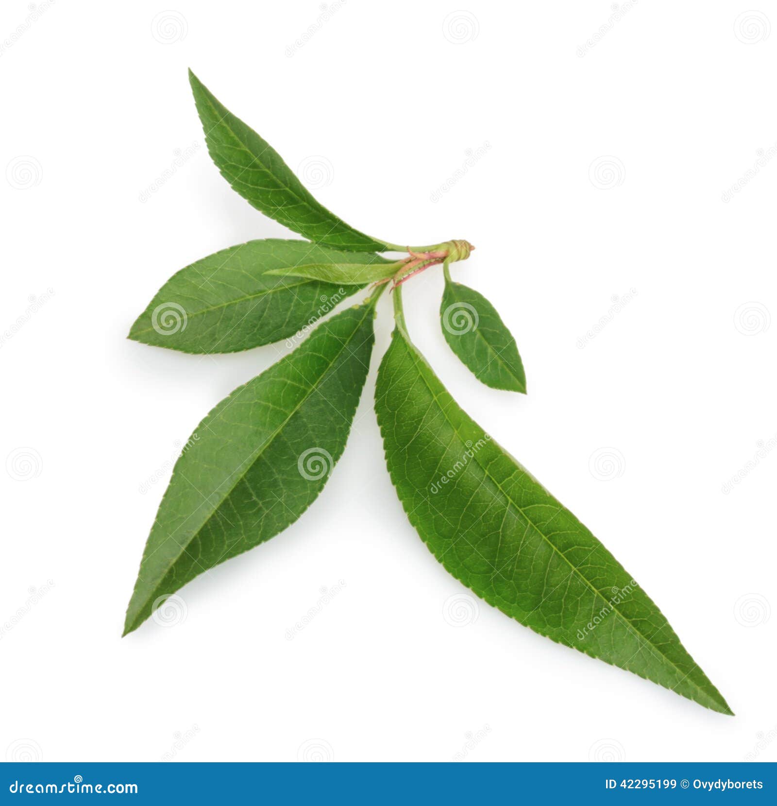 Peach Leaf Isolated on White Background Stock Image - Image of ...