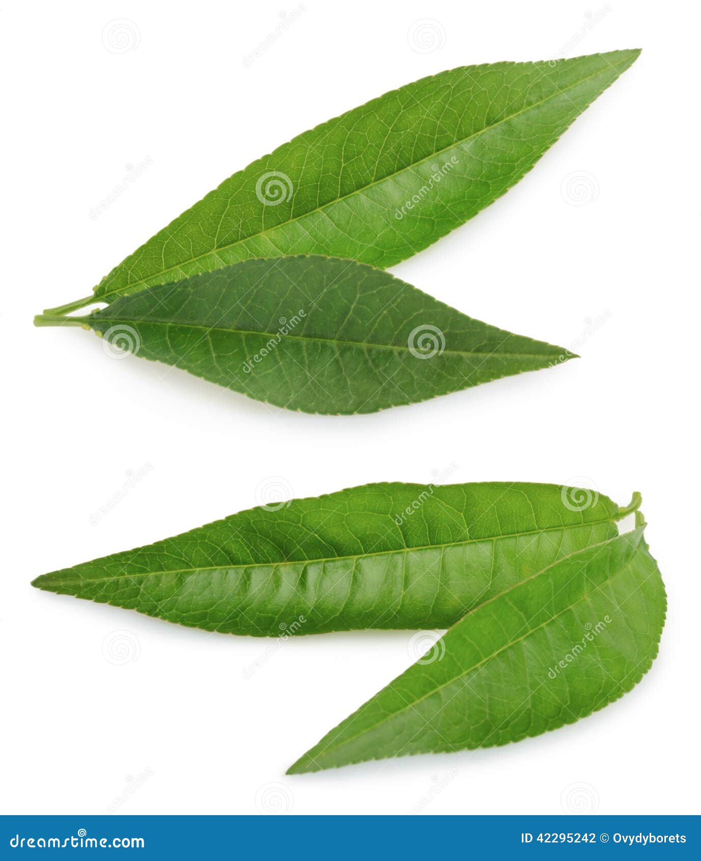 Peach Leaf Curl On Currant Leaves. Common Plant Diseases. Puckered Or ...
