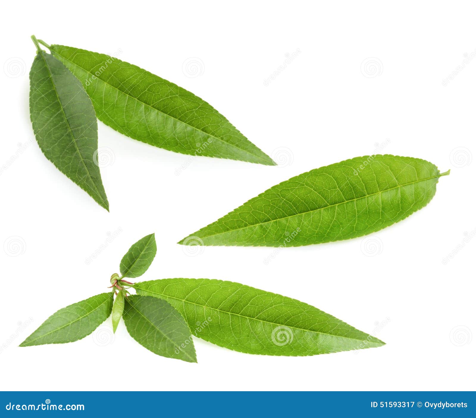 Peach Leaf Curl Disease Stock Image | CartoonDealer.com #42461923