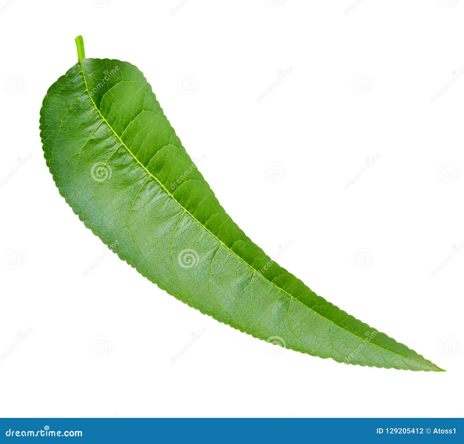 Peach leaf isolated stock photo. Image of isolated, leaf - 129205412