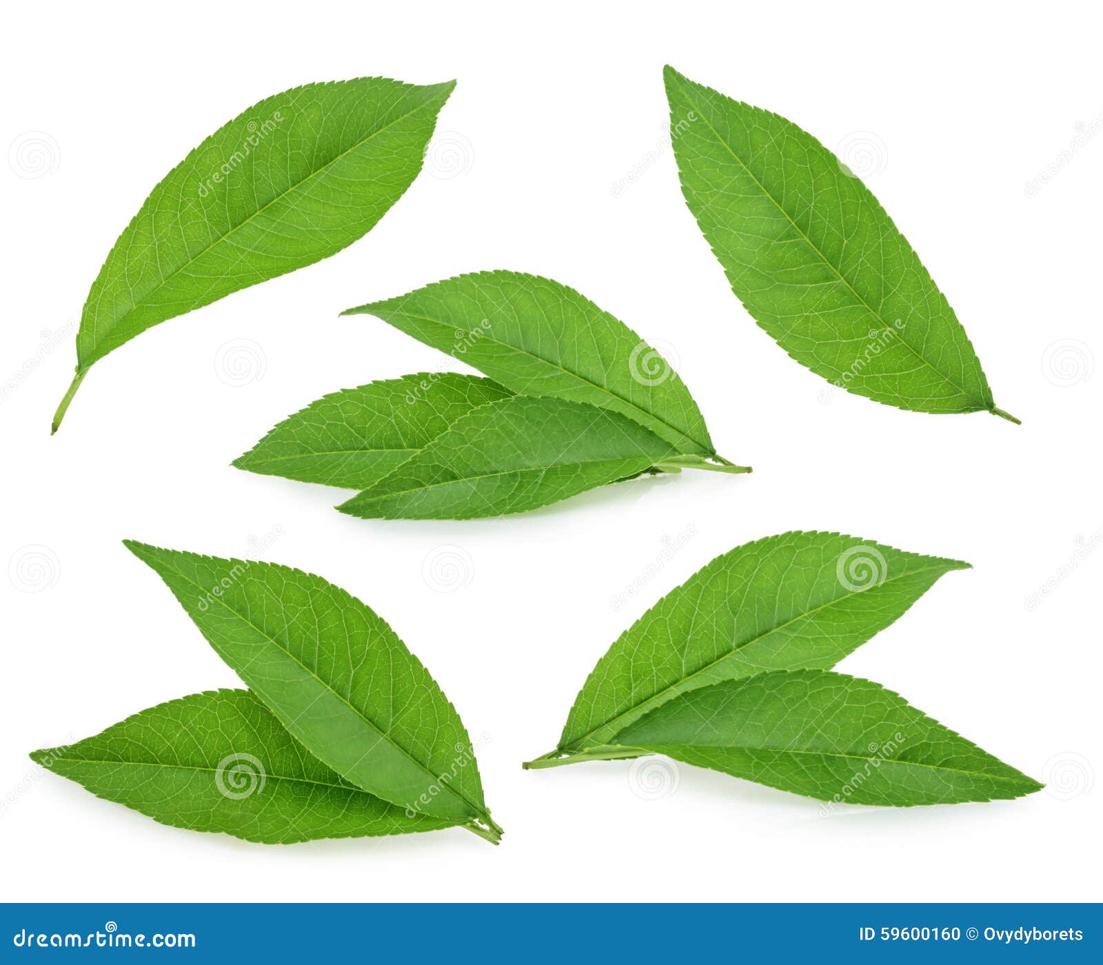 Peach Leaves Isolated On White Without Shadow. Set Royalty-Free Stock ...