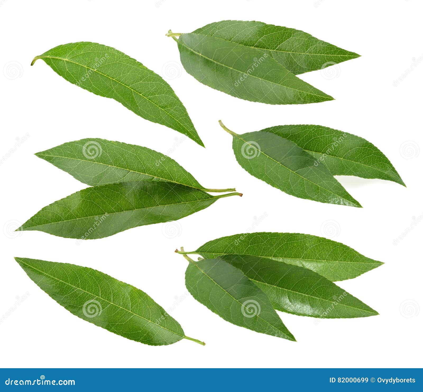 Peach Leaves With Leaf Curl Taphrina Deformans Disease. Stock Photo ...