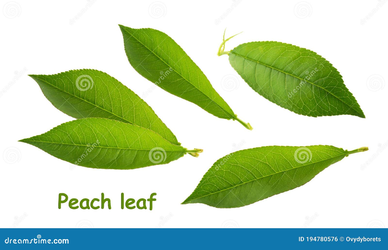 Peach Leaves Isolated On White Background Royalty-Free Stock Photo ...