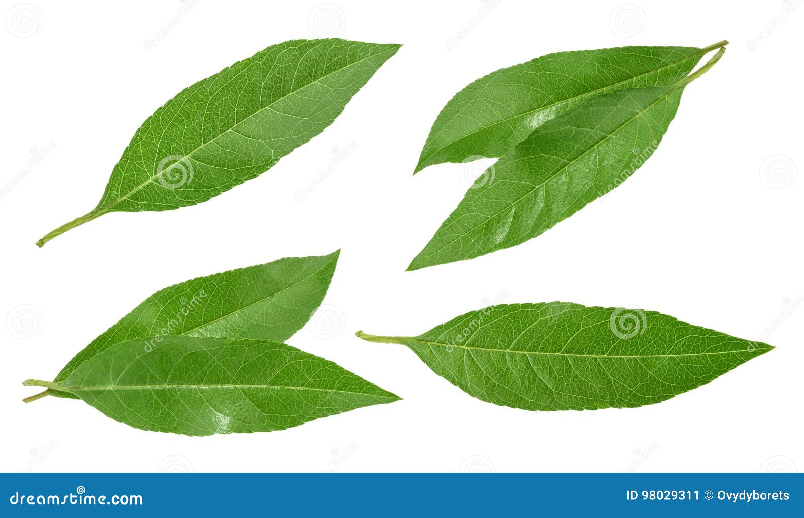 Peach Leaves Isolated On White Without Shadow. Set Royalty-Free Stock ...