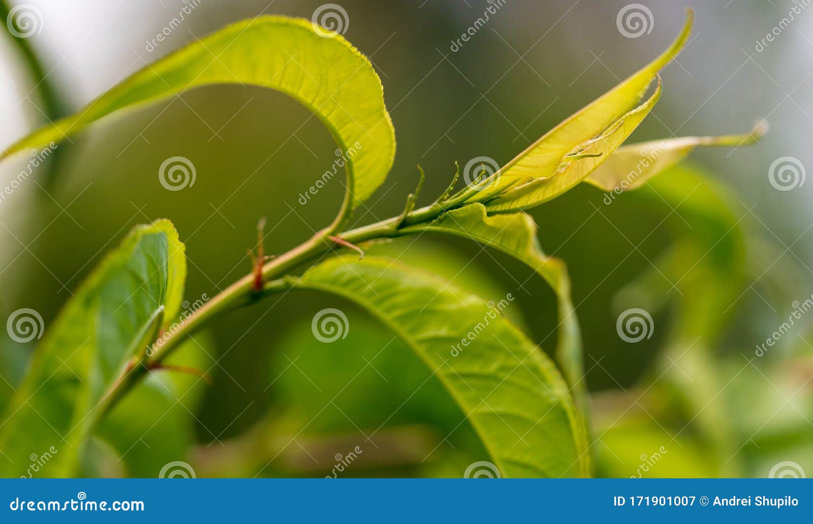 Peach Leaves on a Tree Branch Stock Image - Image of outdoor, leaf ...