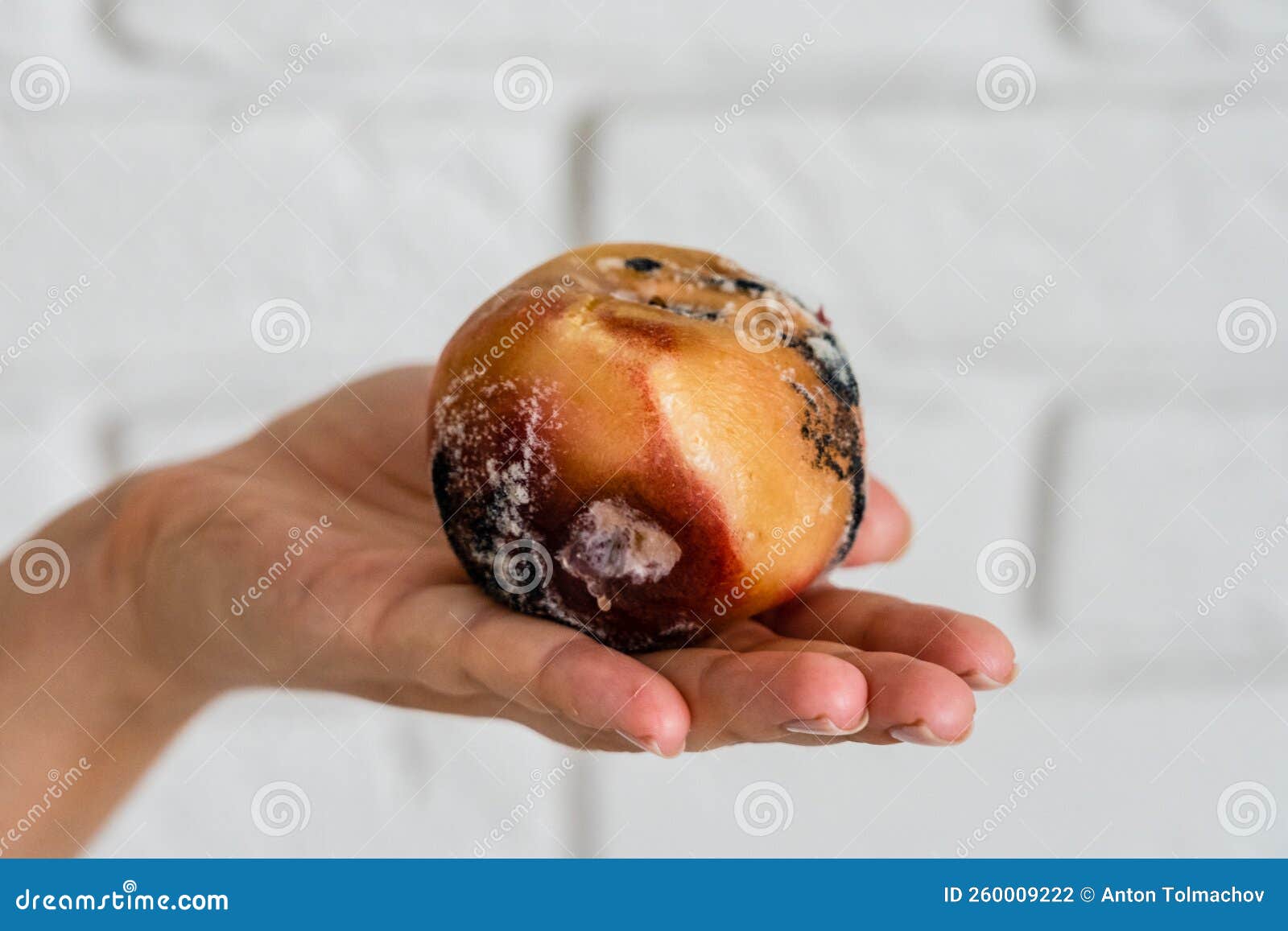 Peach with Mold on a Hand. Spoiled Food Stock Photo - Image of fruit ...