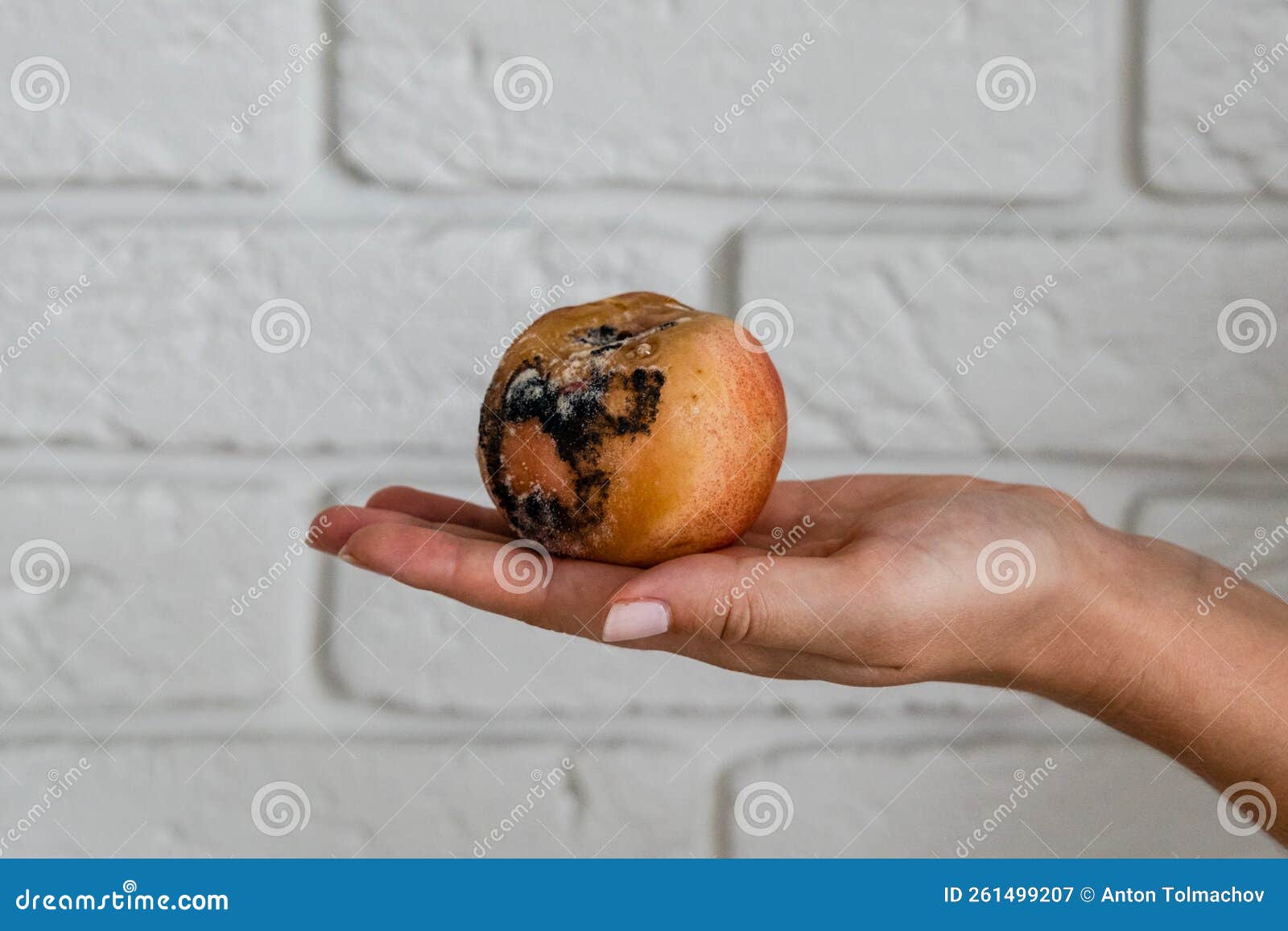 Peach with Mold on a Hand. Spoiled Food Stock Image - Image of medicine ...