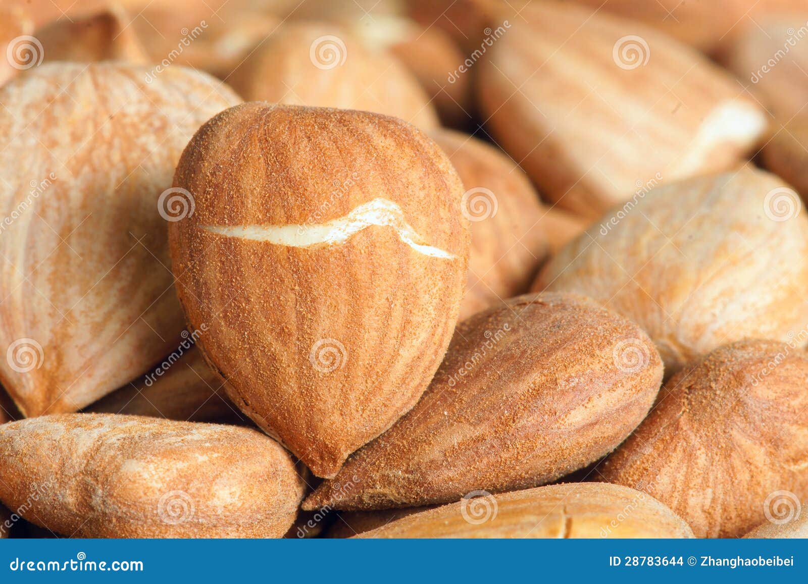 Peach nutlets stock photo. Image of cooked, kernel, close - 28783644