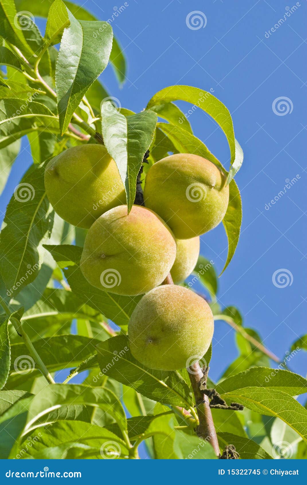 Peach Orchard stock image. Image of peaches, branch, rural - 15322745