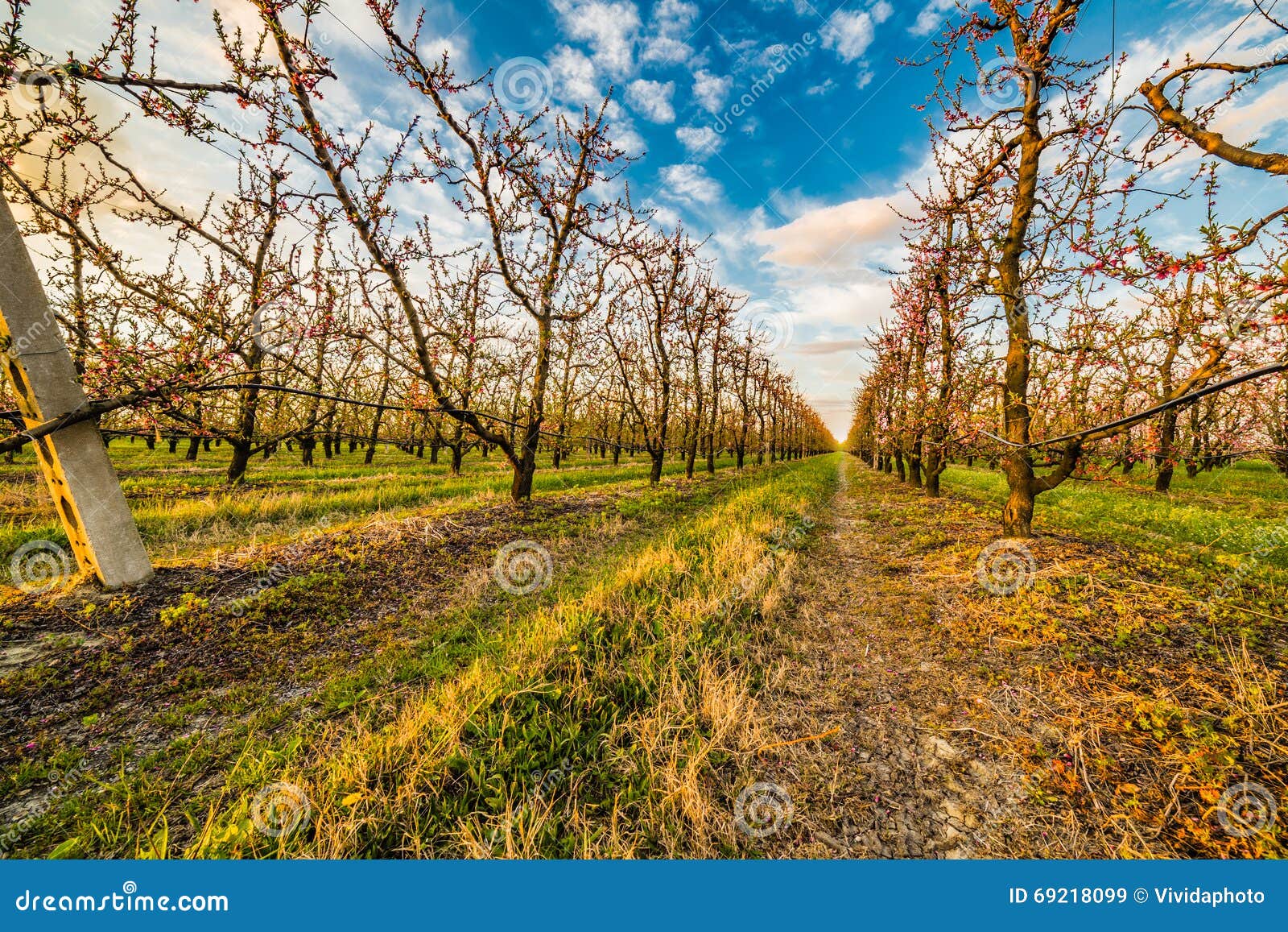 Peach orchard stock image. Image of springtime, peach - 69218099