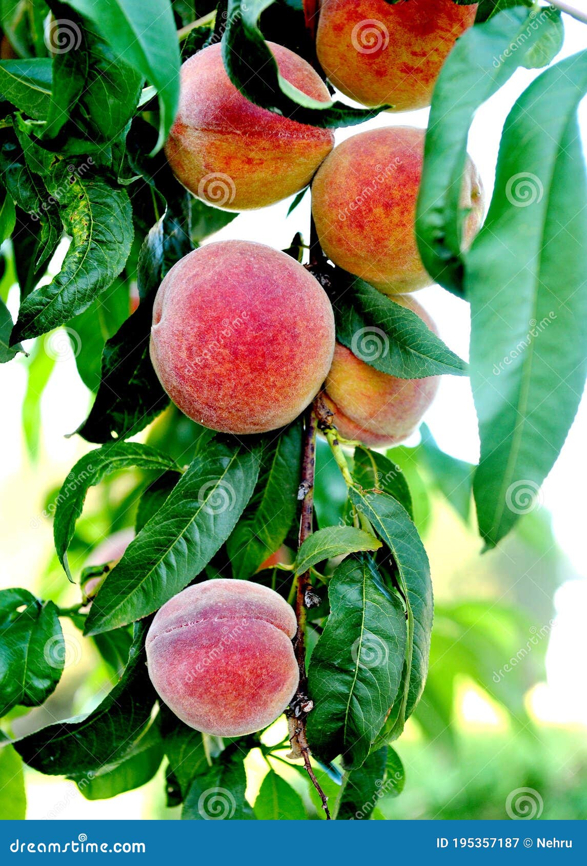 Peach Orchard Ripe Fuits on a Tree Image Stock Image - Image of ...