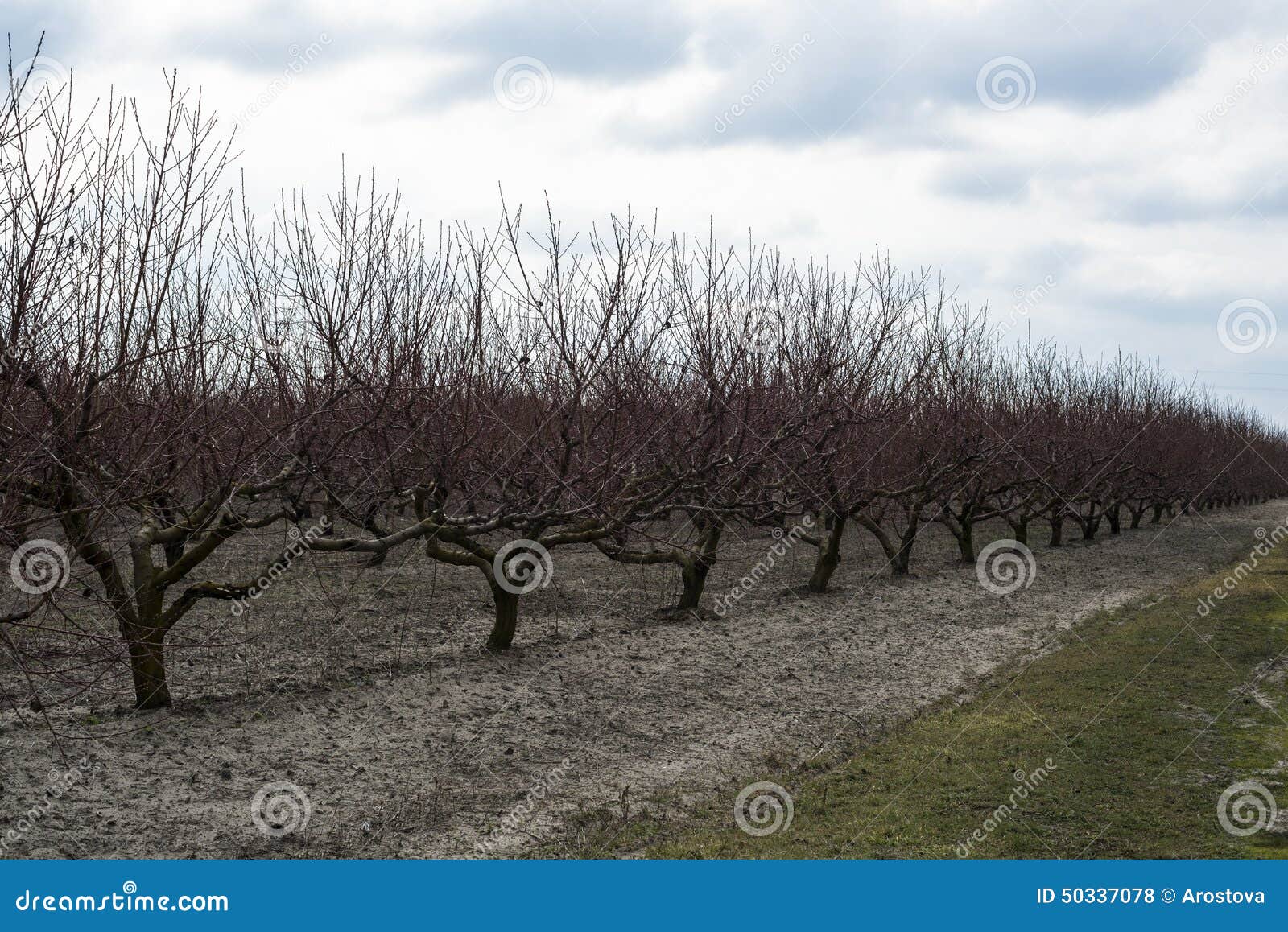 Peach orchard in winter stock photo. Image of tree, potential - 50337078