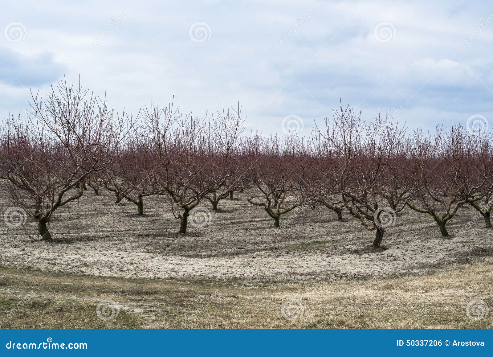 Peach orchard in winter stock photo. Image of hungary - 50337206