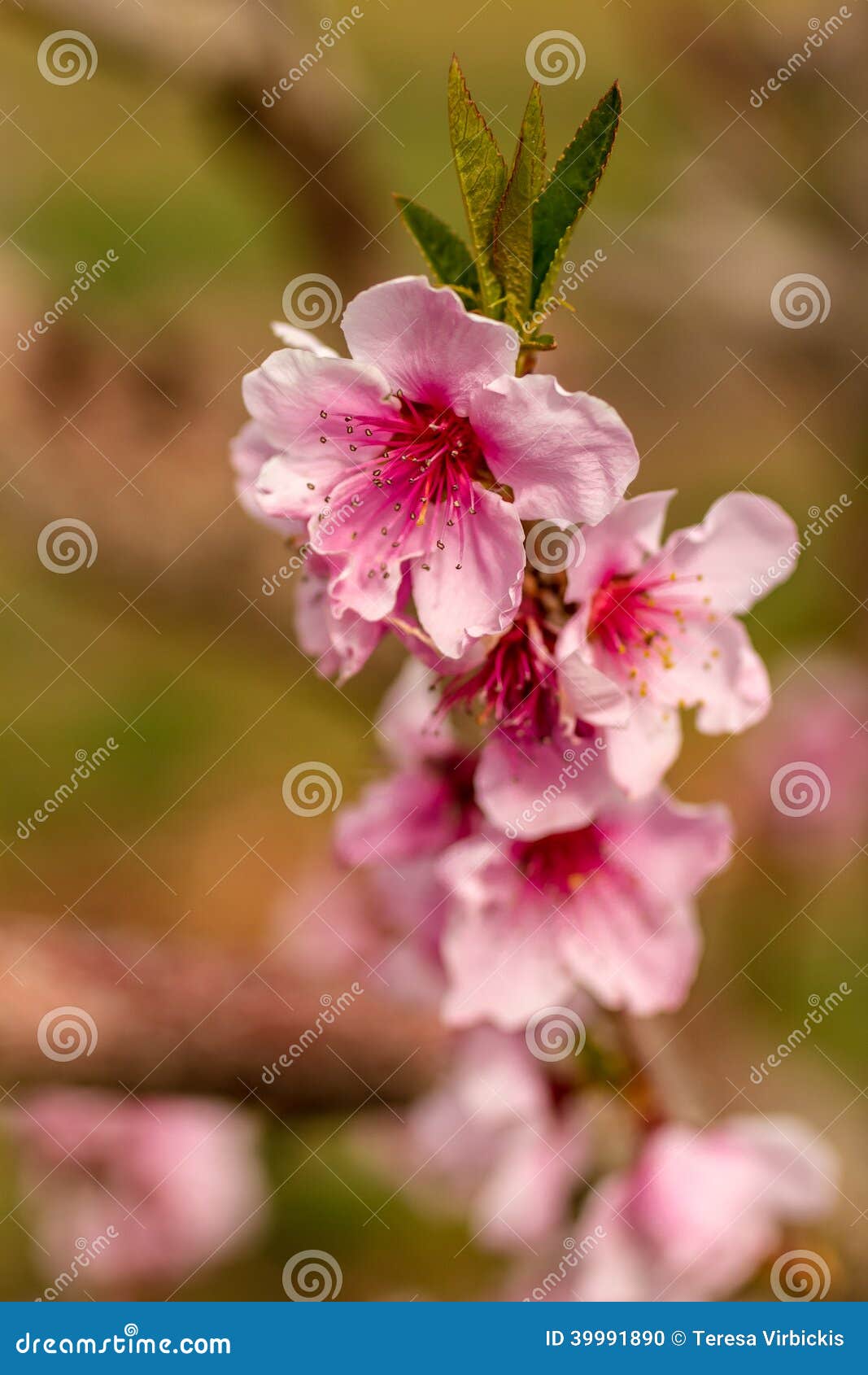 Peach Orchards in Spring Bloom Stock Photo - Image of mount, food: 39991890