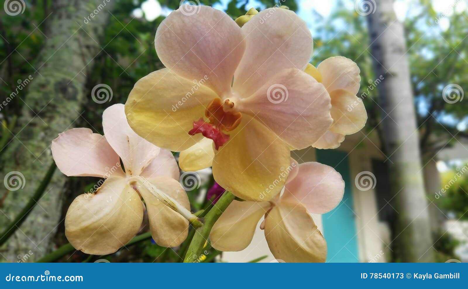 Peach orchid stock image. Image of summer, orchids, flowers - 78540173